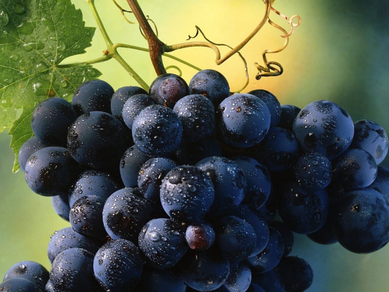 Vino Marselan: Tinto exclusivo de la viticultura francesa ¿Como maridar?