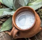 ¿Cómo se hace el Pulque? (Preparación, fermentación y más)