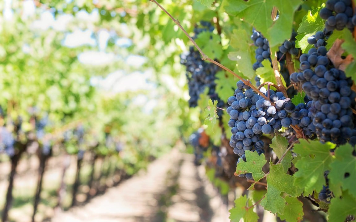 Viñedo ¿Qué es? Caracteristicas y los Mejores. ¡La raíz de un buen vino!