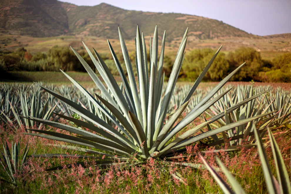 Bacanora ¿Qué es? Origen - ¡Un licor mexicano ideal para los valientes!