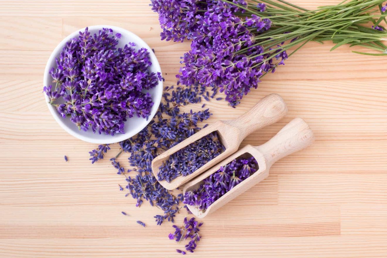 Té de lavanda ¿Cómo preparar? Propiedades, beneficios y más.