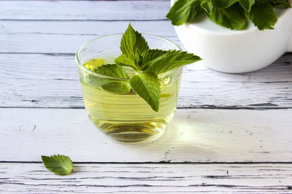 Infusiones de menta ¡Frescas y saludables! - ¡Remedio natural!