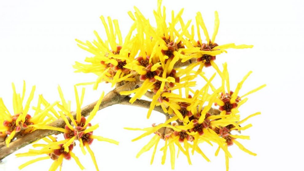 Agua de hamamelis: Naturalmente saludable - (Usos, propiedades y más)