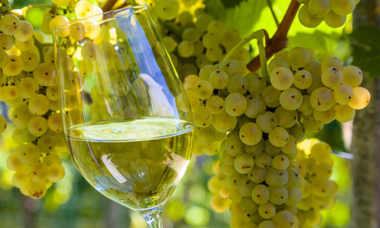 O que são POLIFENÓIS no WINE? Qual tem benefícios?