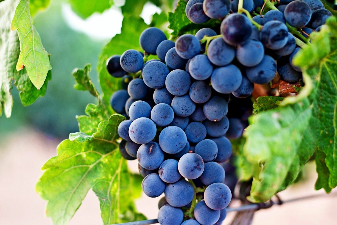Vino Garnacha (Tipos de uvas utilizadas y características)