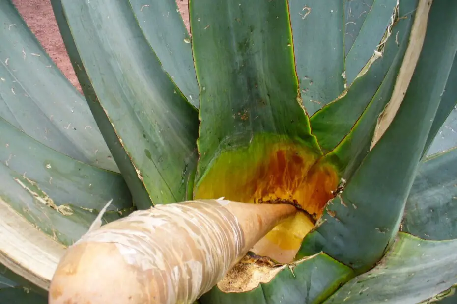 How Pulque is made (Preparation, fermentation and more) - Los Vinos ...